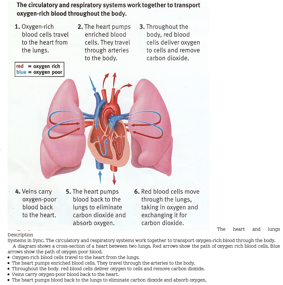  DIAGRAM Human Heart And Lungs Diagram MYDIAGRAM ONLINE